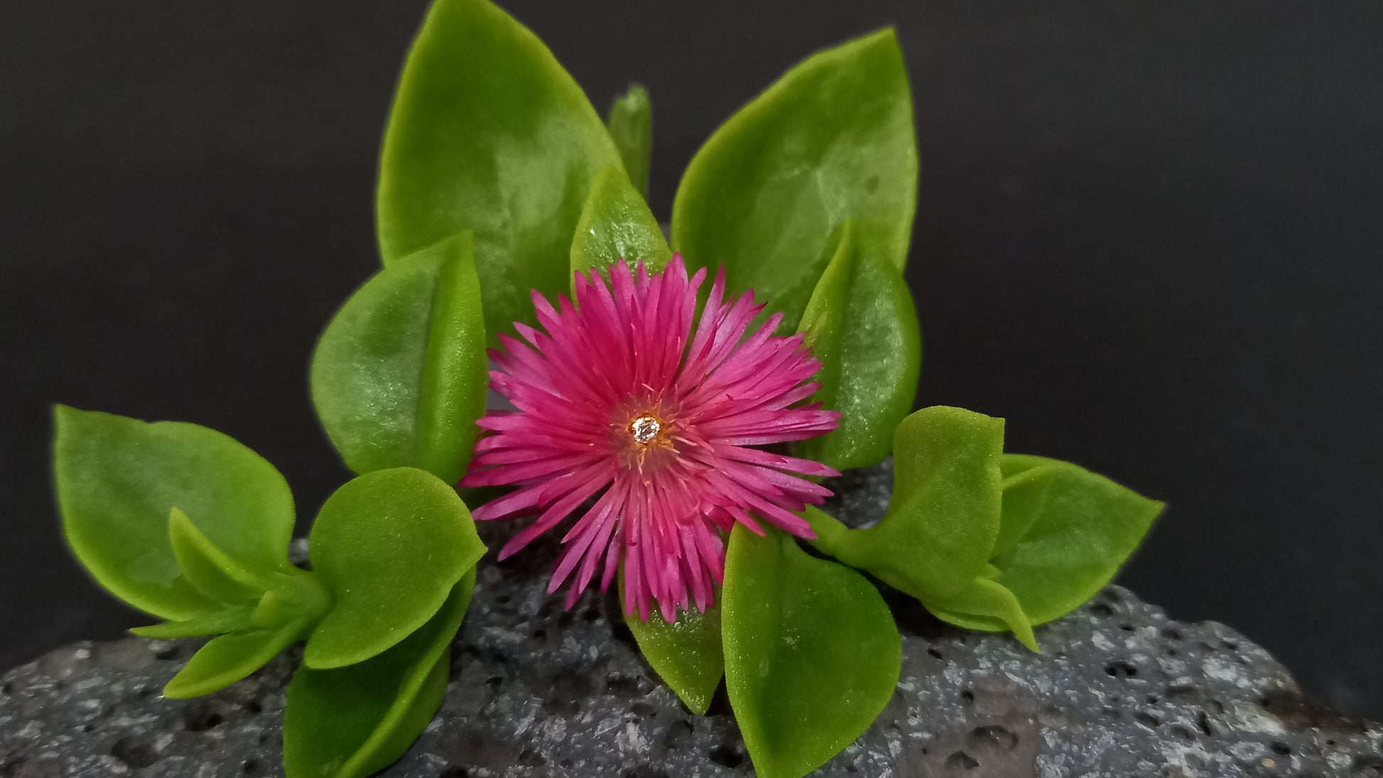 Titanio grado implante. Punto de luz PVD oro de 24k – Titanium JJ